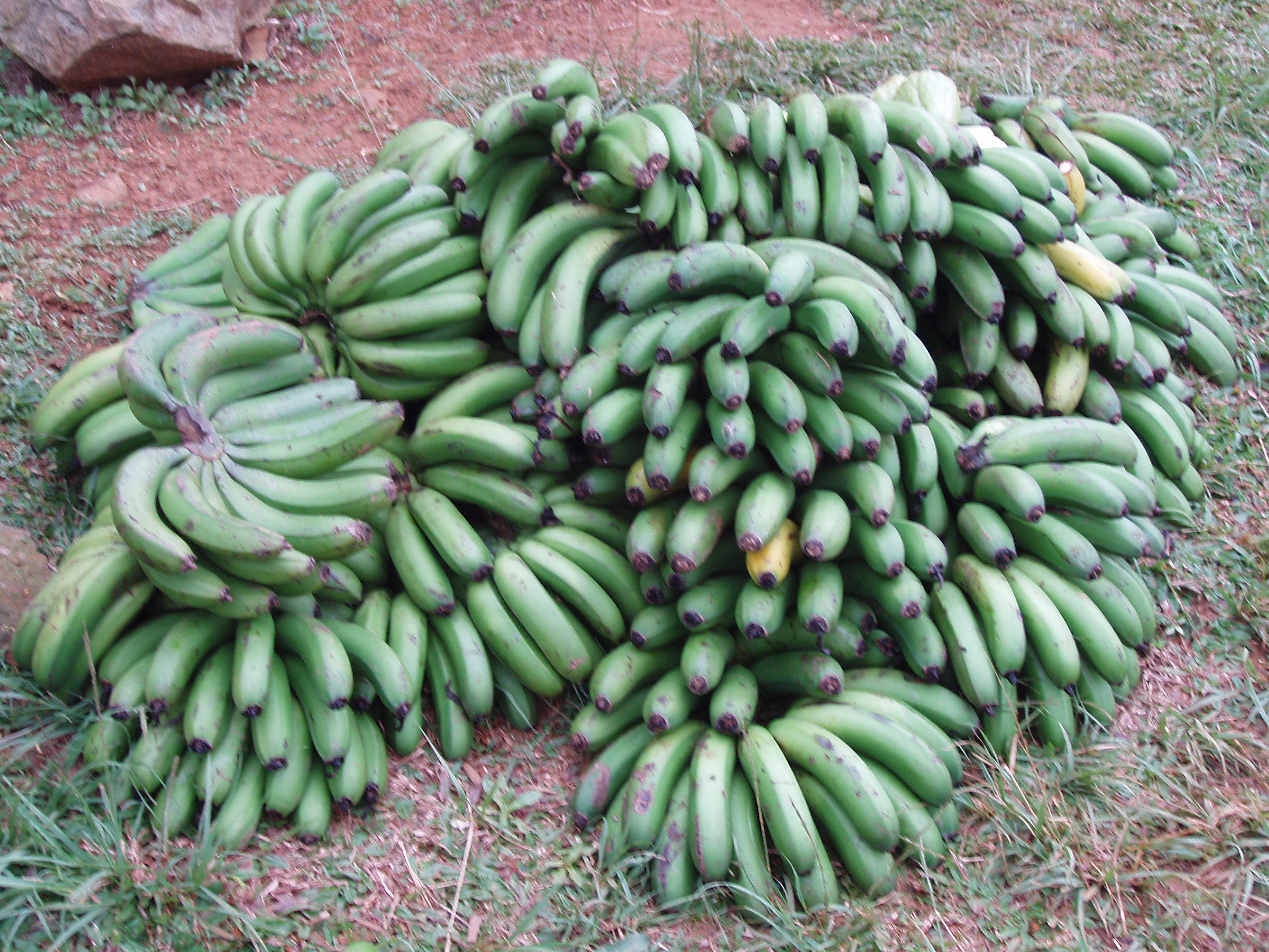 Juncalito, Jánico, Santiago, Republica Dominicana.